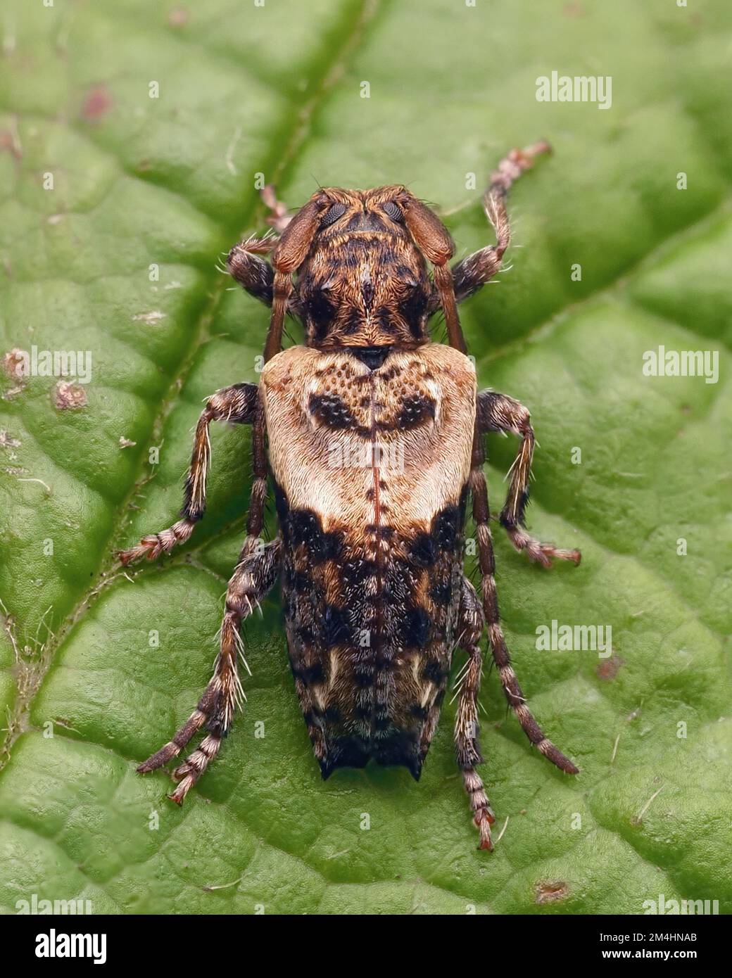 Dorsal view of Lesser Thorn-tipped Longhorn Beetle (Pogonocherus ...