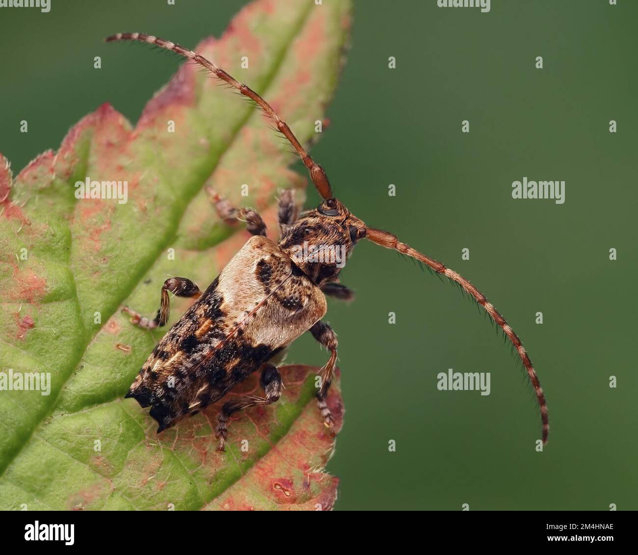 Dorsal view of Lesser Thorn-tipped Longhorn Beetle (Pogonocherus ...