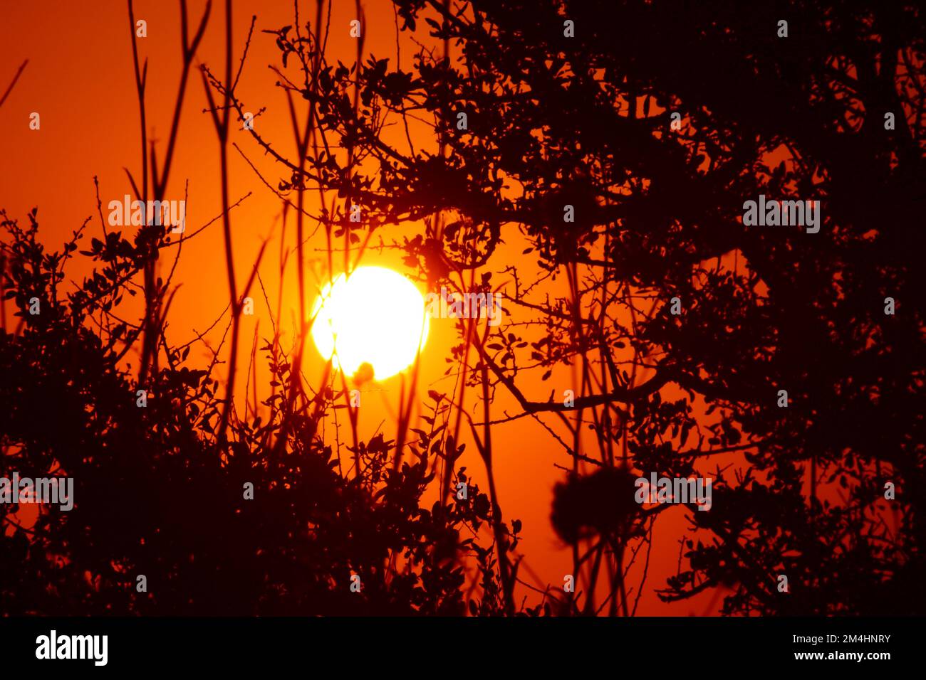 Fire red dawn sky forest hi-res stock photography and images - Alamy