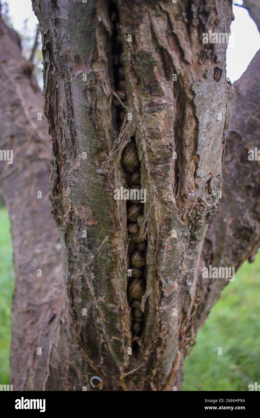 several snails hidden in a tree in my orchard Stock Photo - Alamy