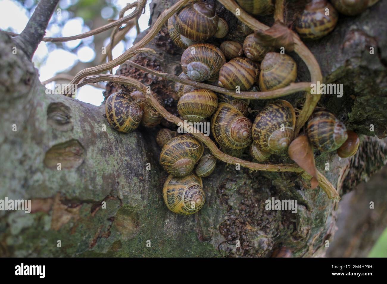 Snail in an apple tree hi-res stock photography and images - Alamy