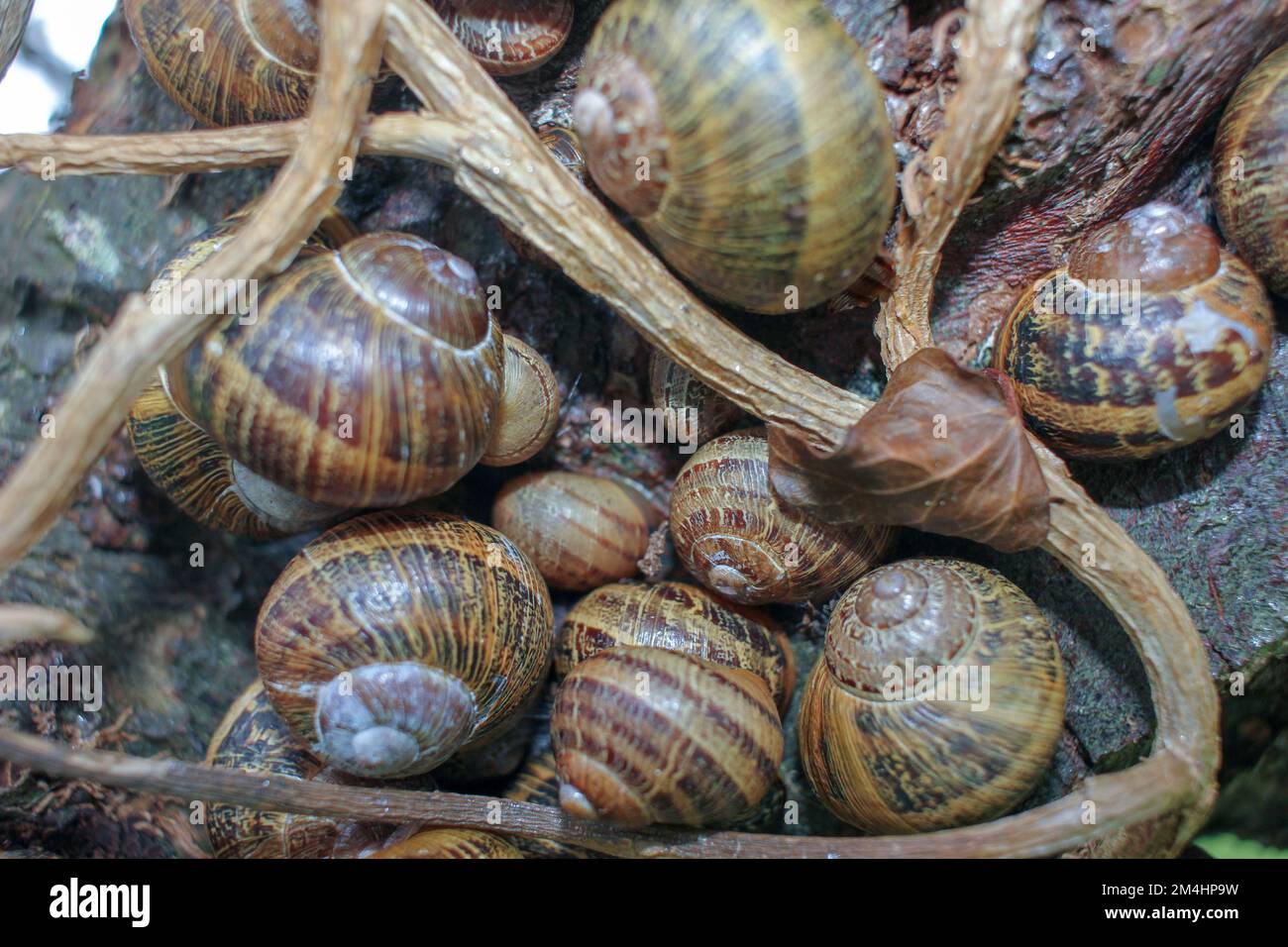 Snail in an apple tree hi-res stock photography and images - Alamy