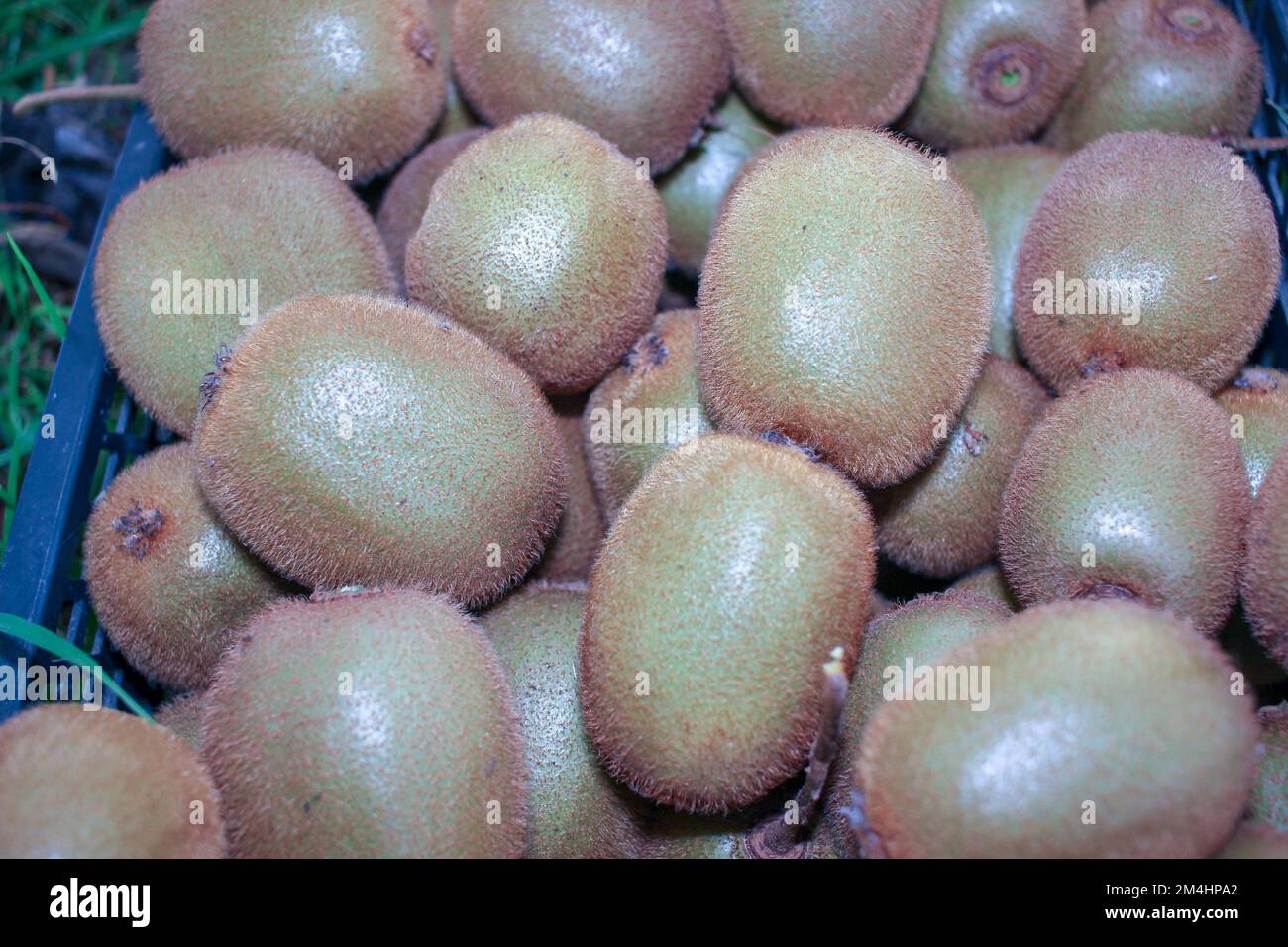 some of the kiwis I picked in my kiwi trees Stock Photo - Alamy