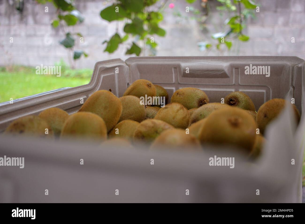 organic kiwis harvested in my garden Stock Photo - Alamy