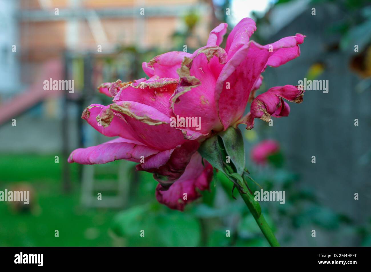 Living flower red rose in hi-res stock photography and images - Alamy