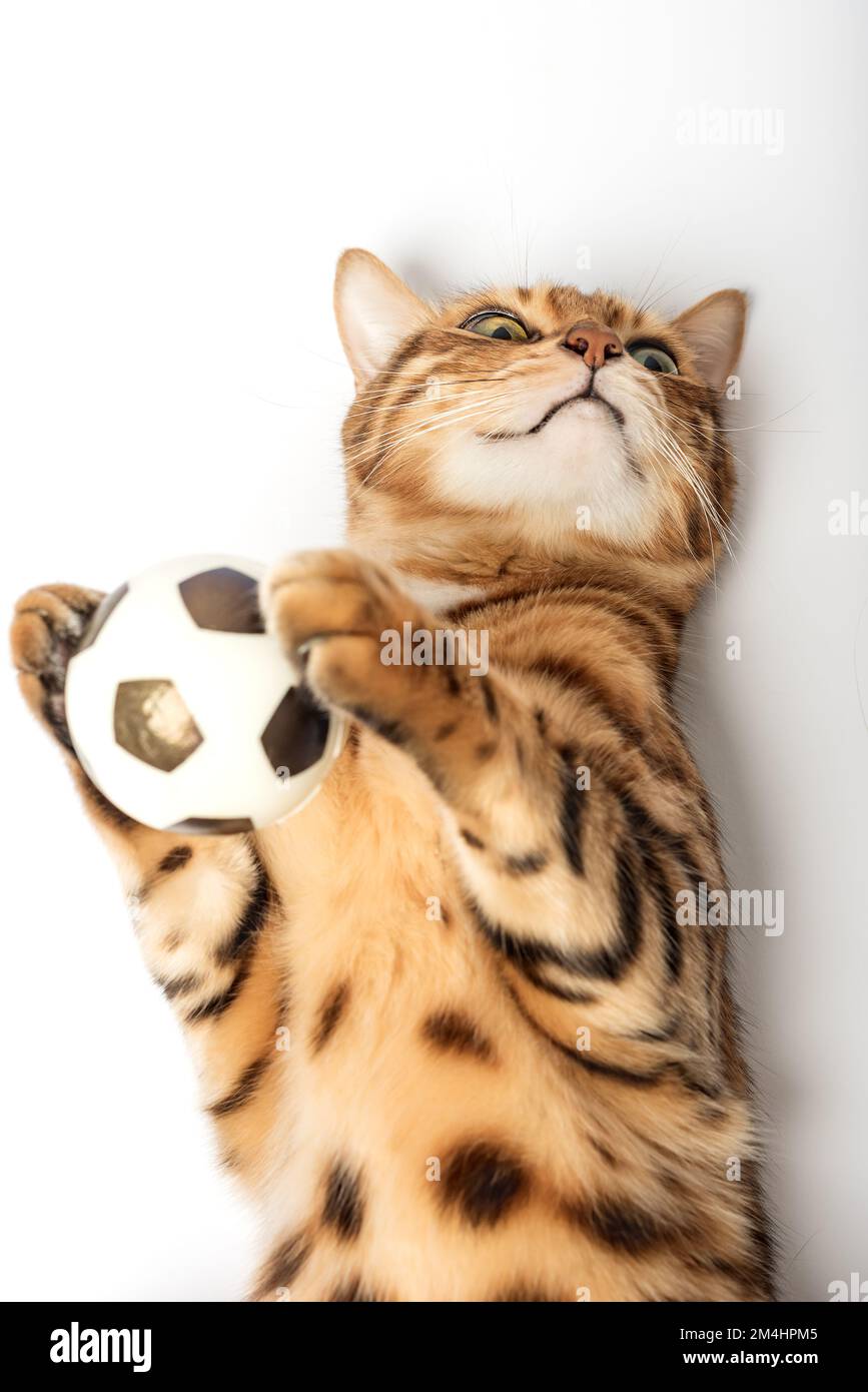 Red Bengal cat holding a soccer ball in its paws on a white background ...