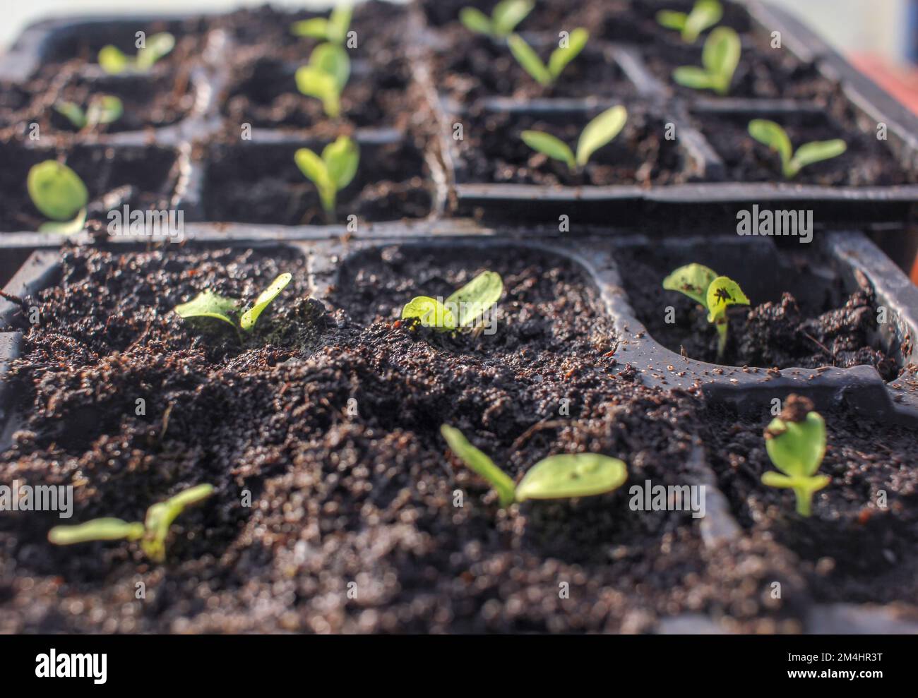 Lettuce Seeds For Sprouting at Herbert Yamasaki blog