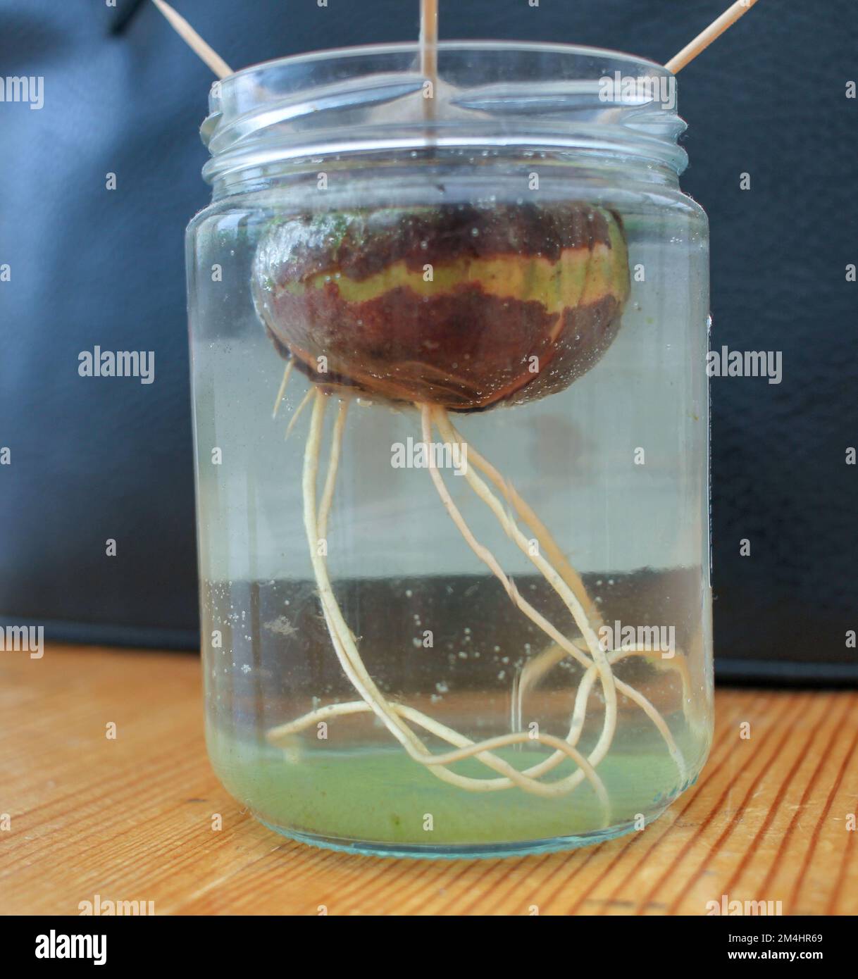 roots of an avocado tree growing in a glass jar Stock Photo - Alamy