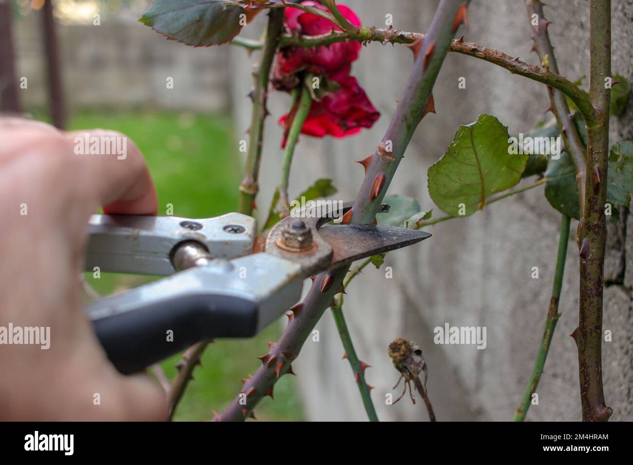 pruning my rose bushes in my garden with scissors Stock Photo - Alamy