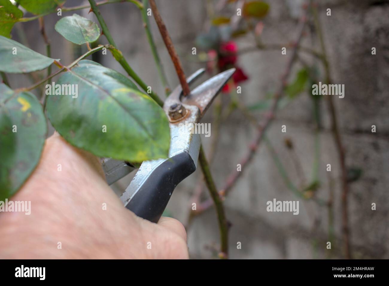 human hand pruning rose plants in my garden Stock Photo - Alamy
