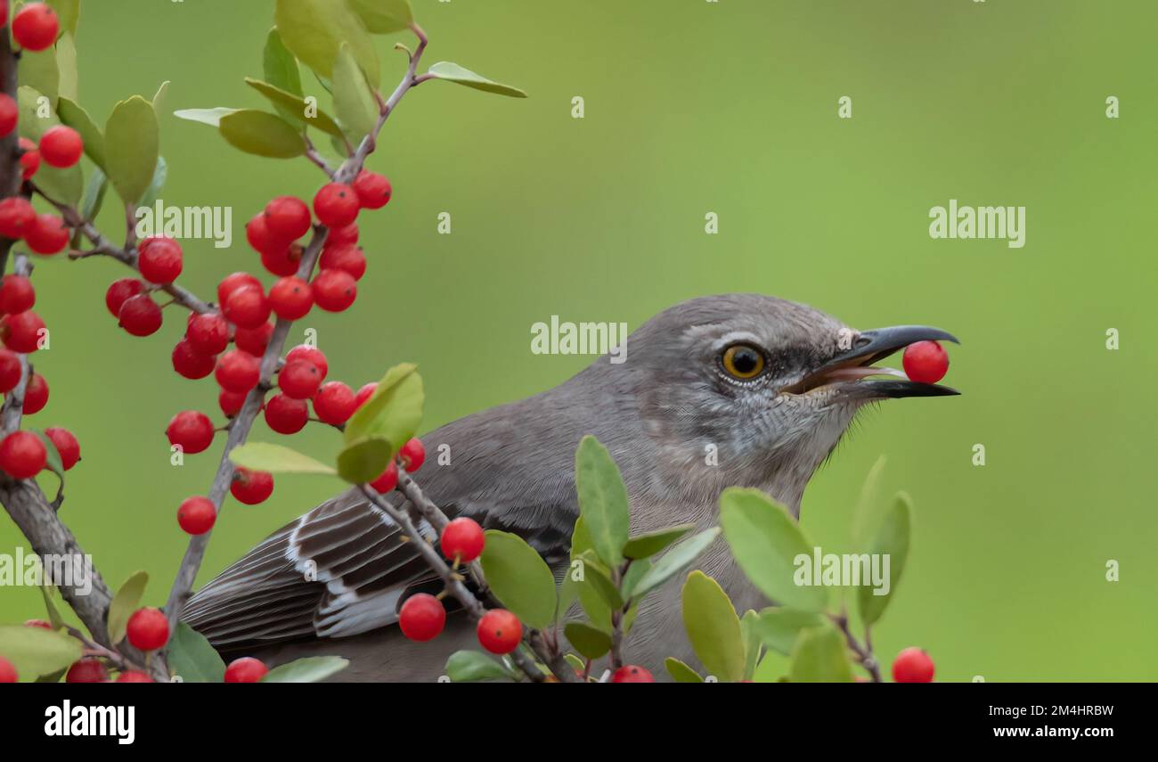 A close-up of a North American singing mockingbird (Mimus polyglottos ...