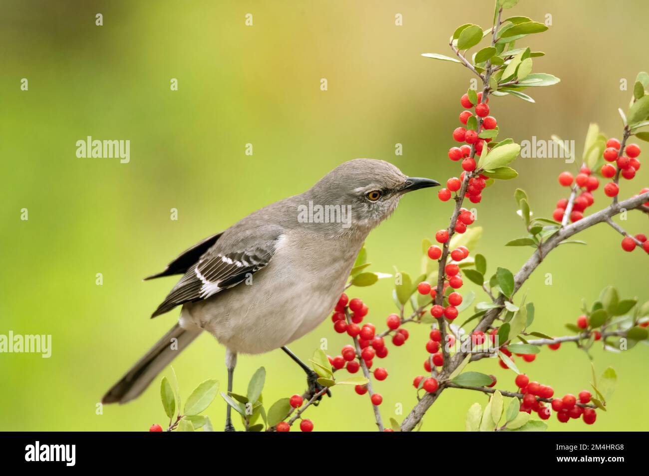 A close-up of a North American singing mockingbird (Mimus polyglottos ...