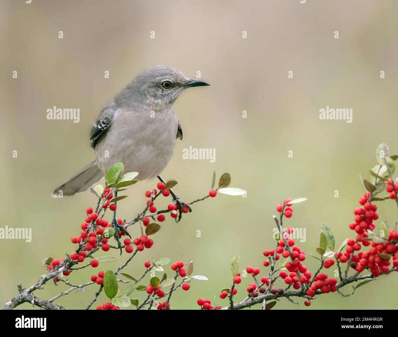 A close-up of a North American singing mockingbird (Mimus polyglottos ...