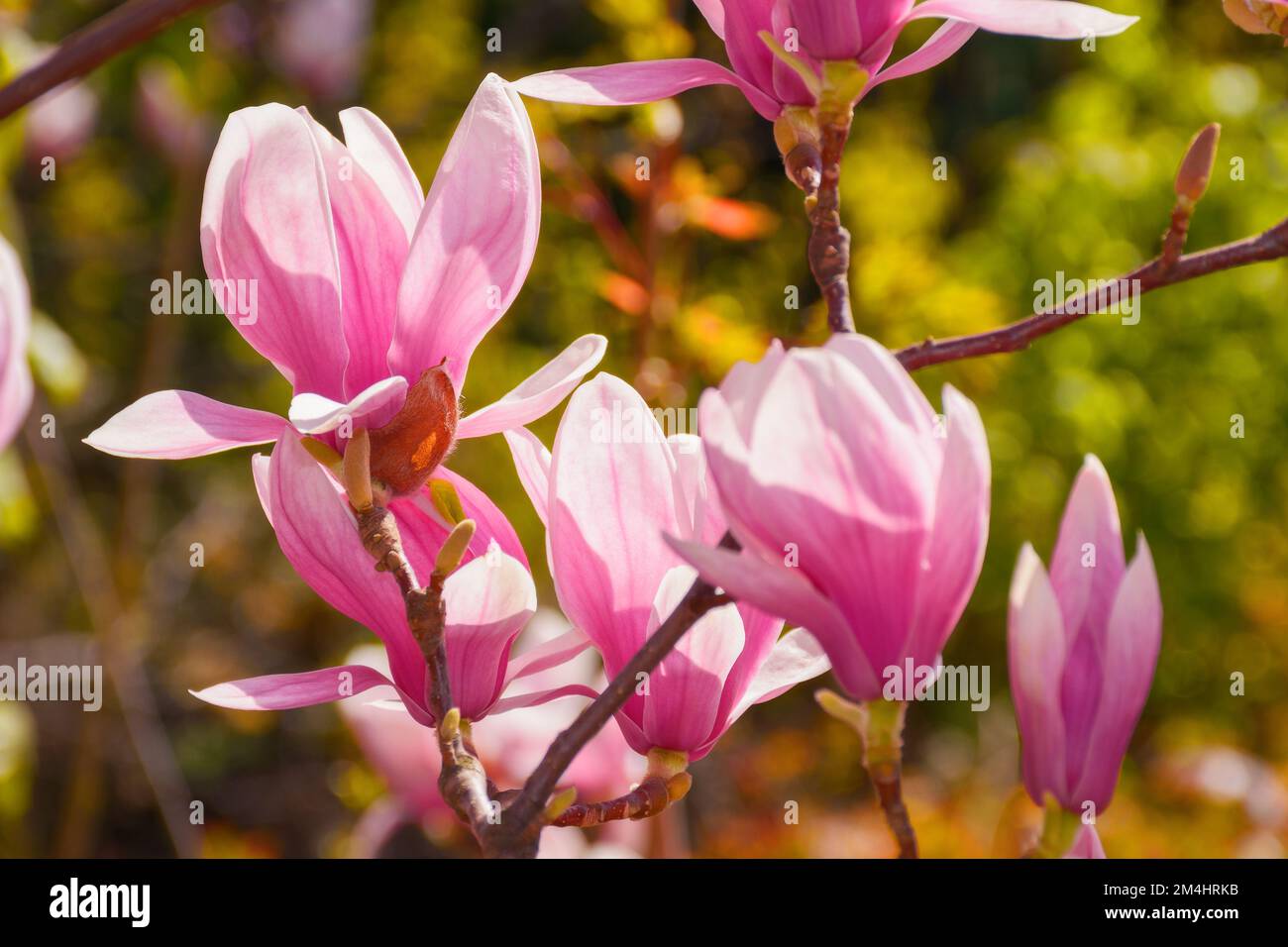 blossoming southern magnolia tree. spring nature pattern of pink ...