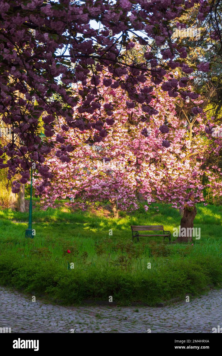 Avenue blossom cherry cherry hi-res stock photography and images - Alamy