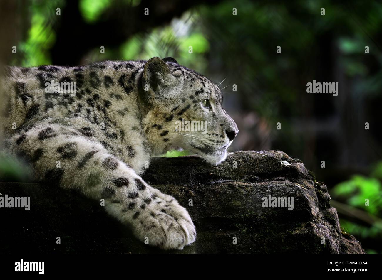 A selective of a snow leopard (Panthera uncia) resting on a log Stock Photo - Alamy
