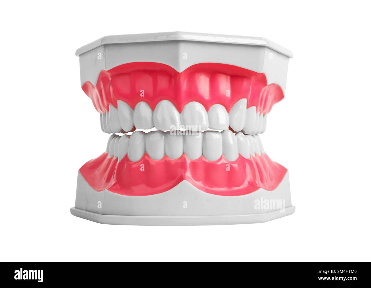 White healthy teeth of fake dentistry jaw model with good enamel of ...