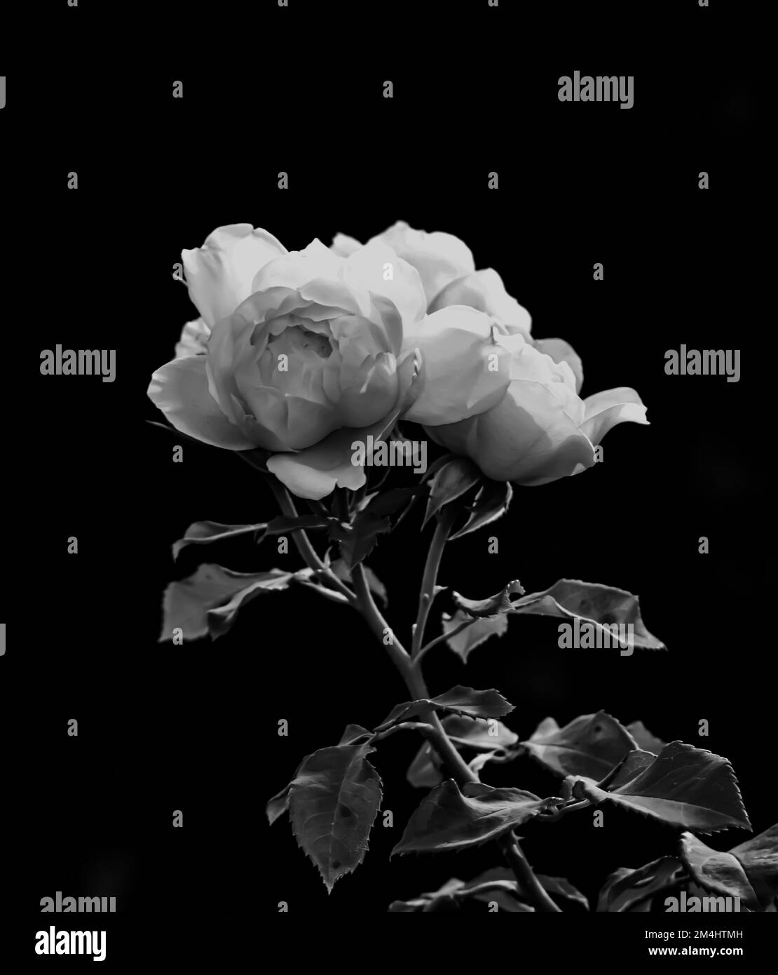 Rose garden in botanical garden Black and White Stock Photos & Images ...