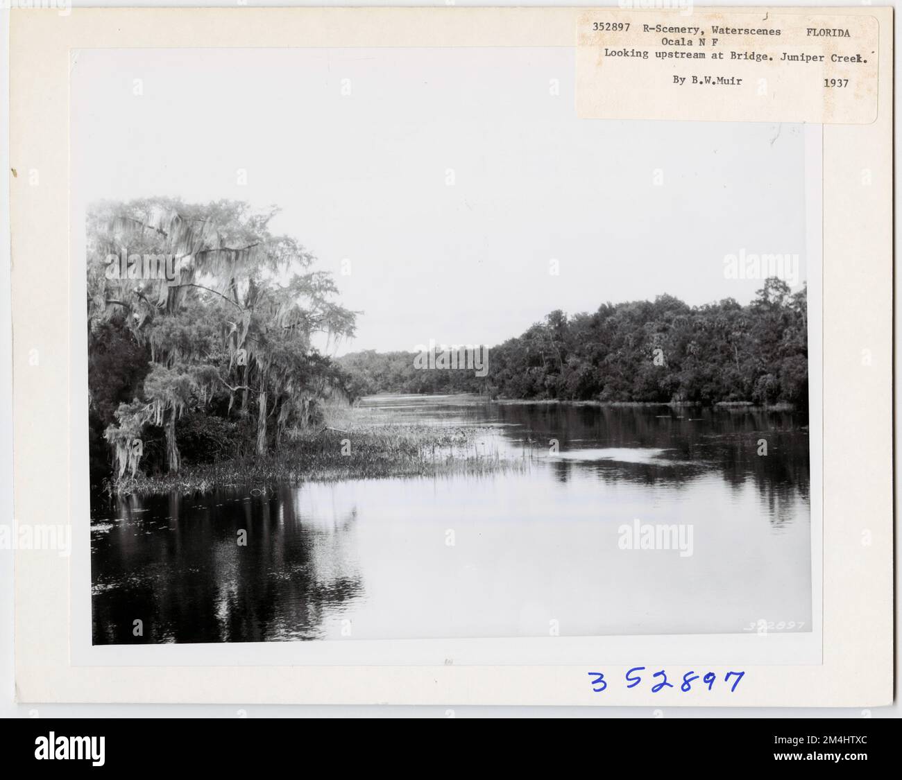 River Scenes - Florida. Photographs Relating to National Forests ...