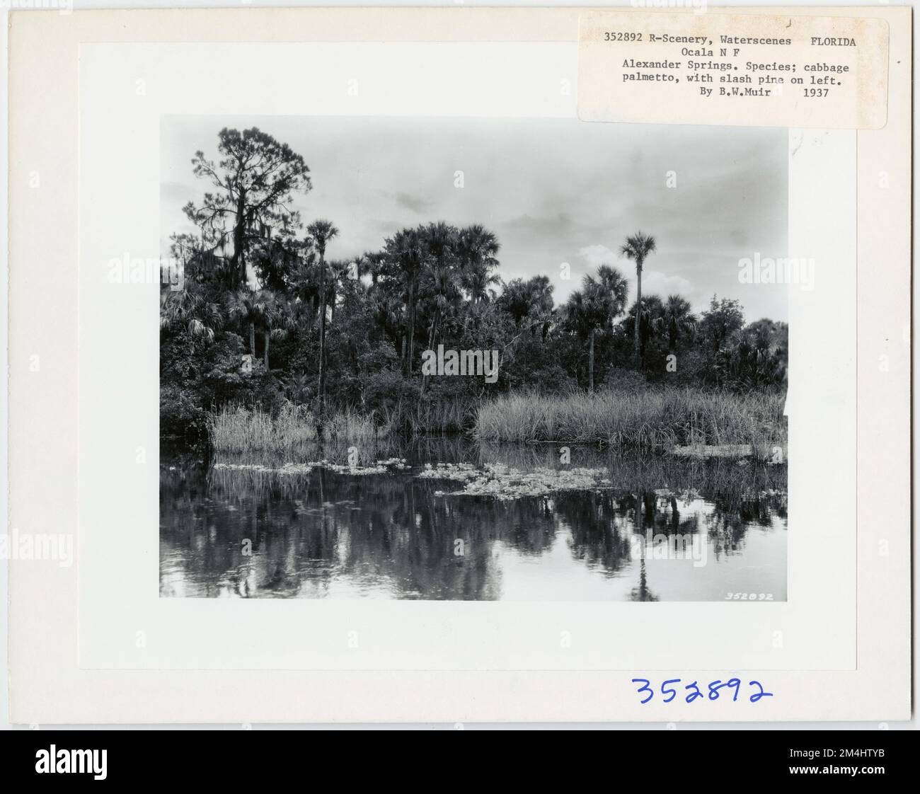 River Scenes - Florida. Photographs Relating to National Forests ...