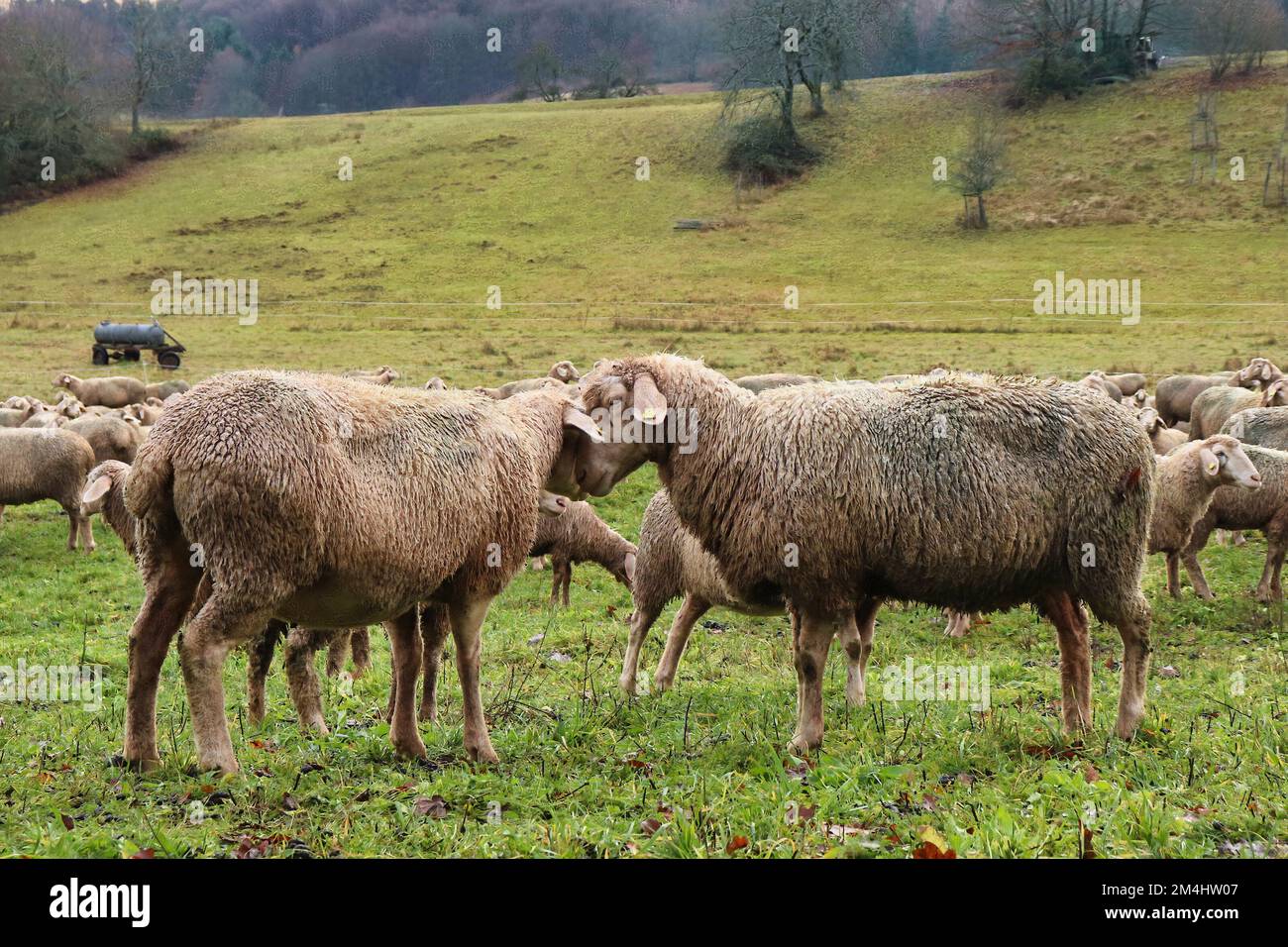 Two ewes in a herd of sheep nuzzling each other on a green field in ...