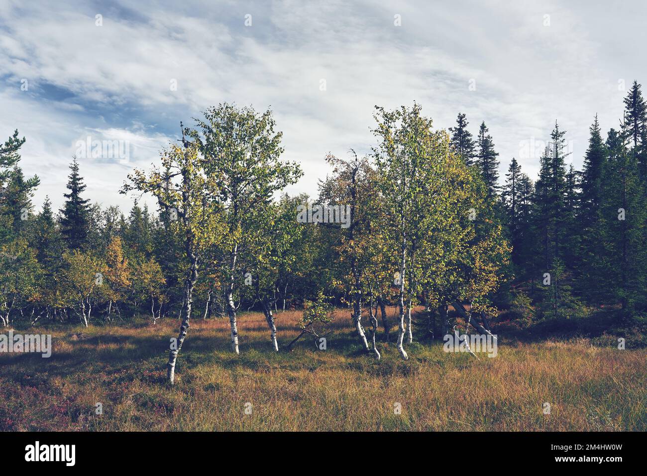 A beautiful park with lush green trees in the Totenaasen Hills, Norway ...