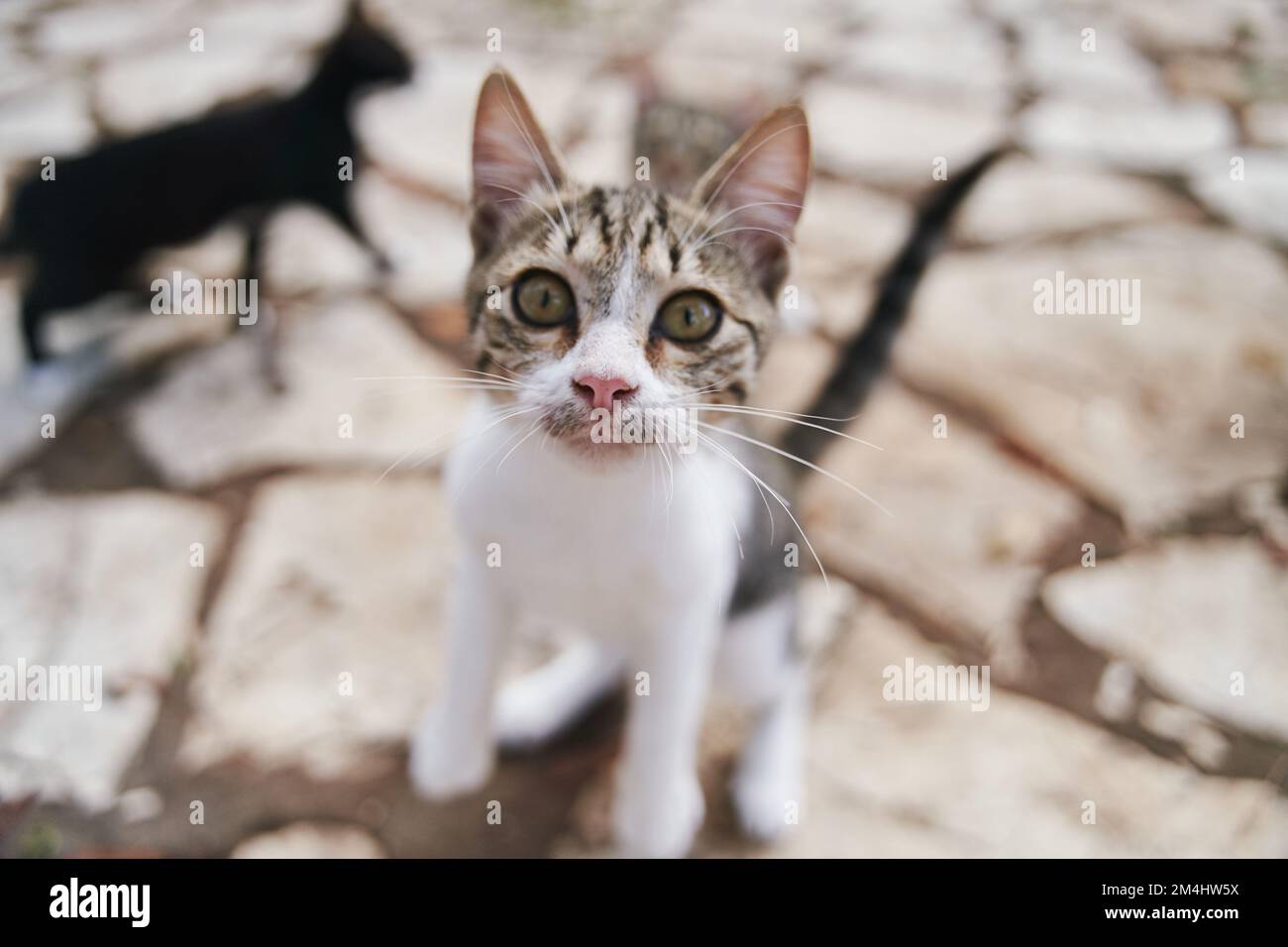 Begging in greece hi-res stock photography and images - Alamy