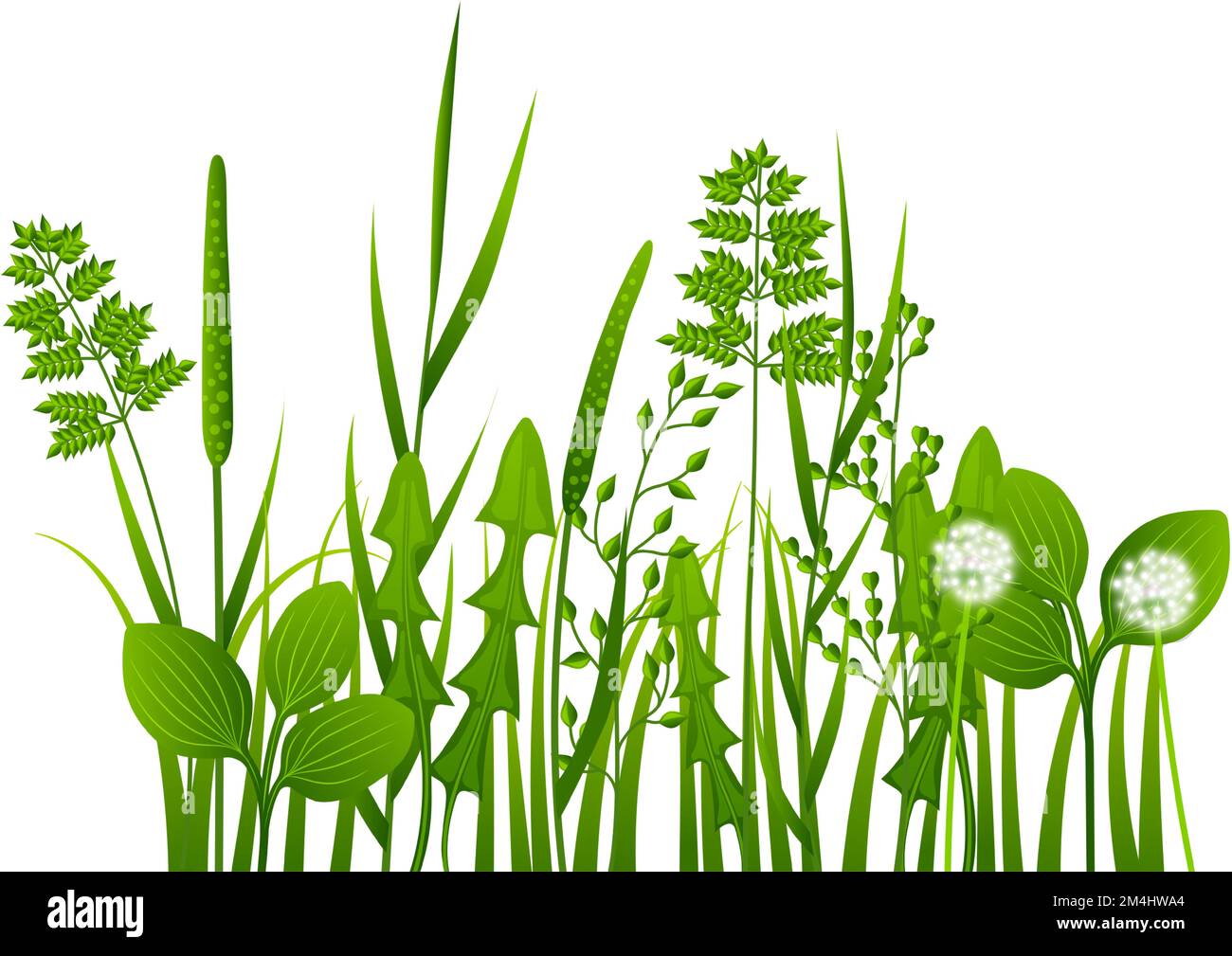 Natural plants growing. Realistic green grass weeds Stock Vector Image ...