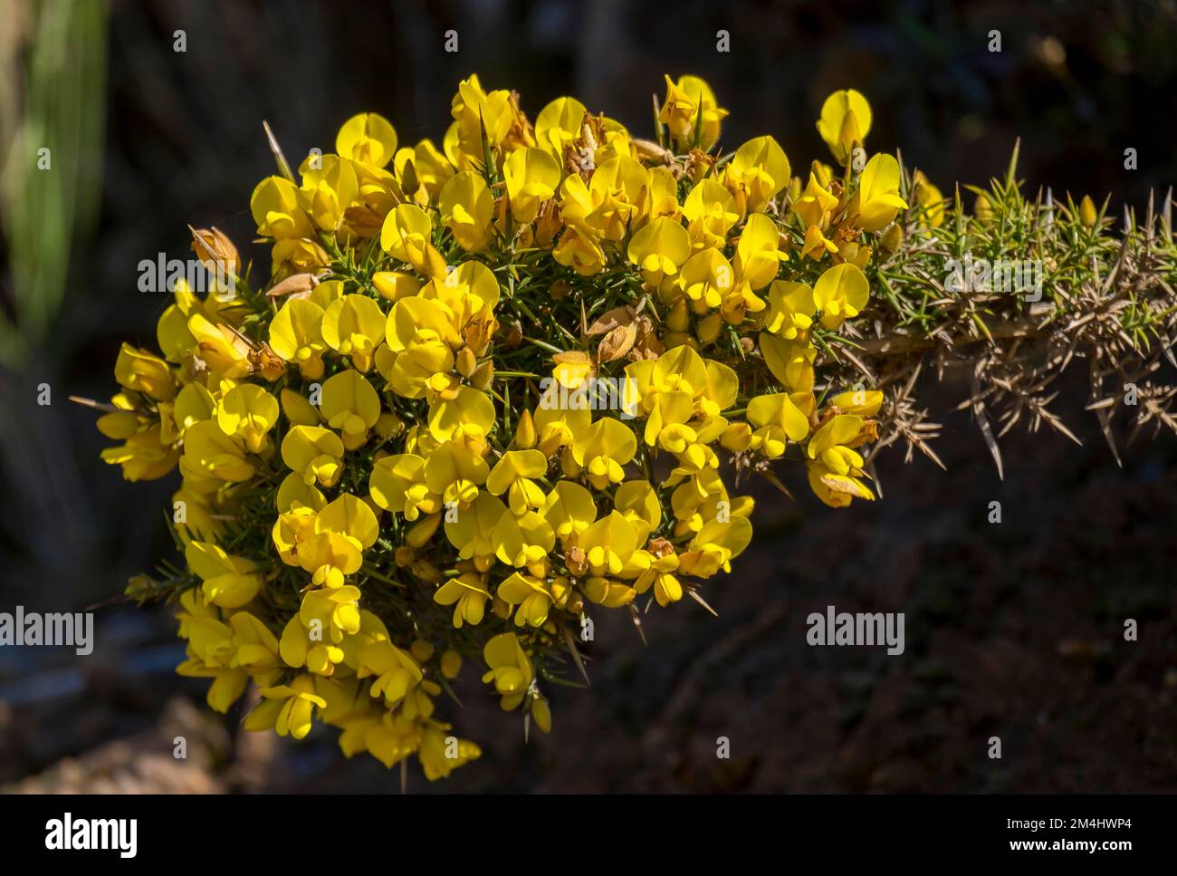 Madeira broom (Genista maderensis), Madeira, Portugal Stock Photo - Alamy