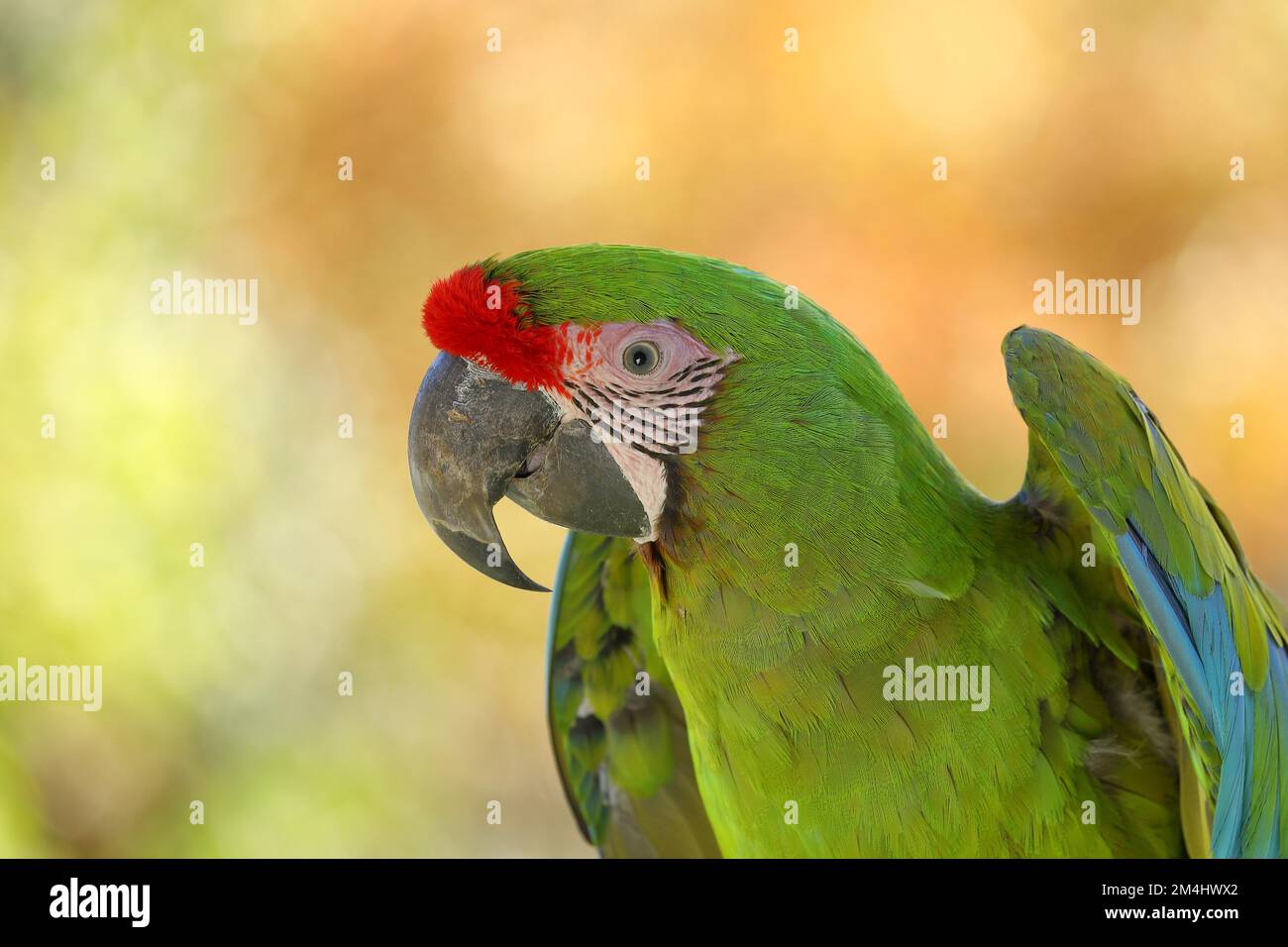 Great green macaw (Ara ambigua), animal portrait, captive, Hesse ...