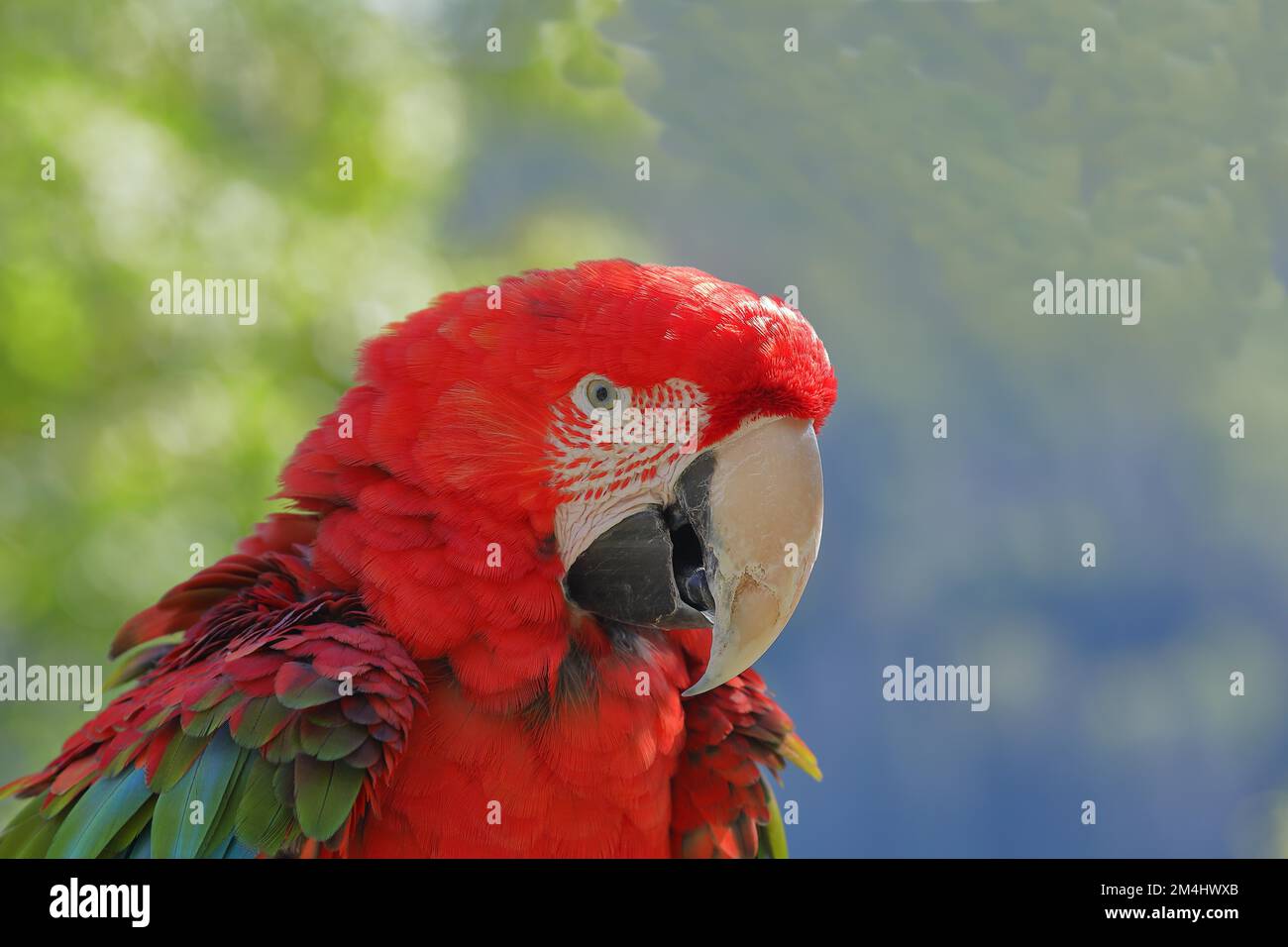Red-and-green macaw (Ara chloroptera), animal portrait, captive, Hesse ...