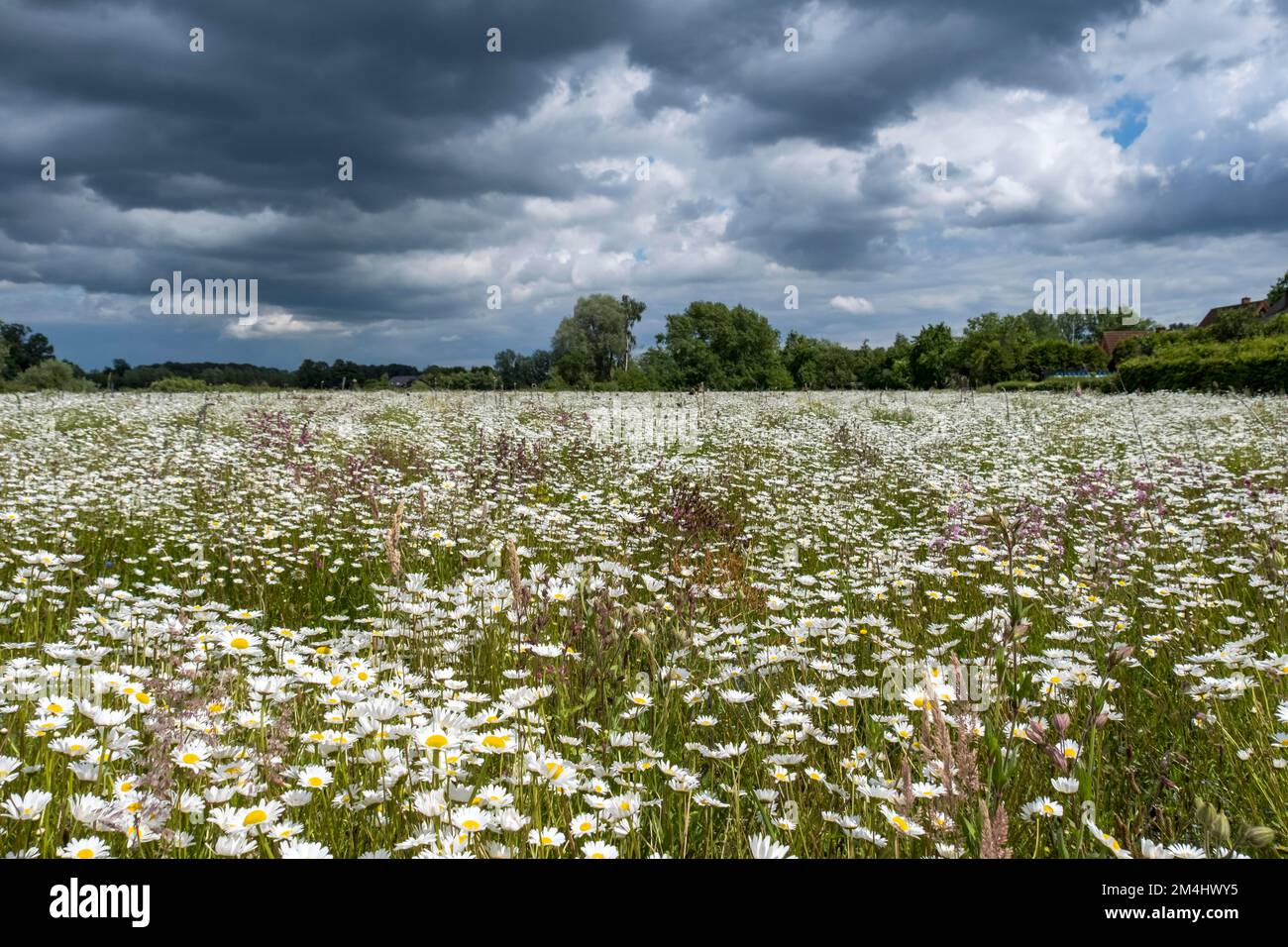 Flower meadow with mainly daisies, rain clouds, Muensterland, North ...