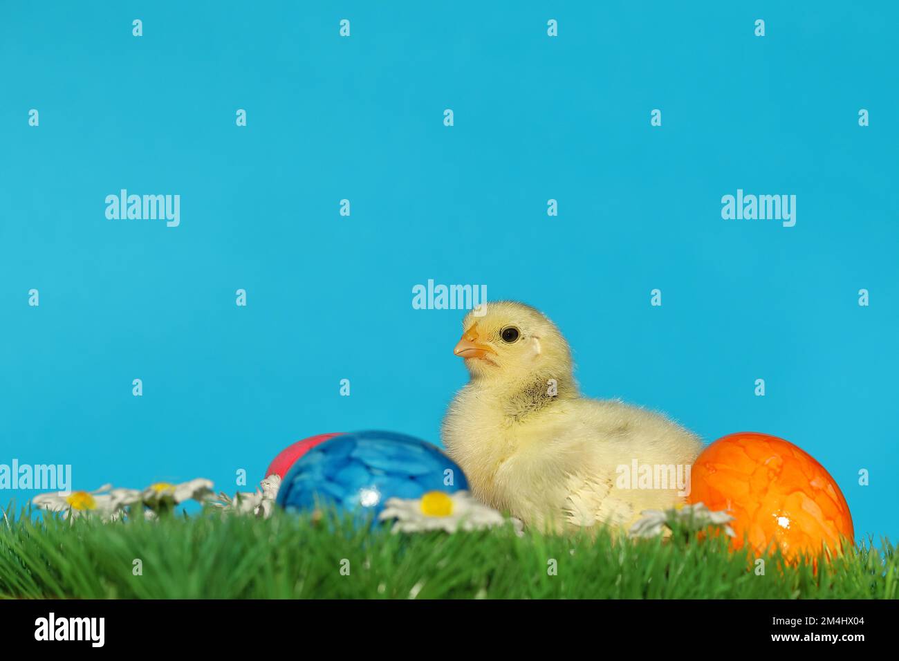 Domestic chicken (Gallus gallus domesticus), chicken chicks with ...