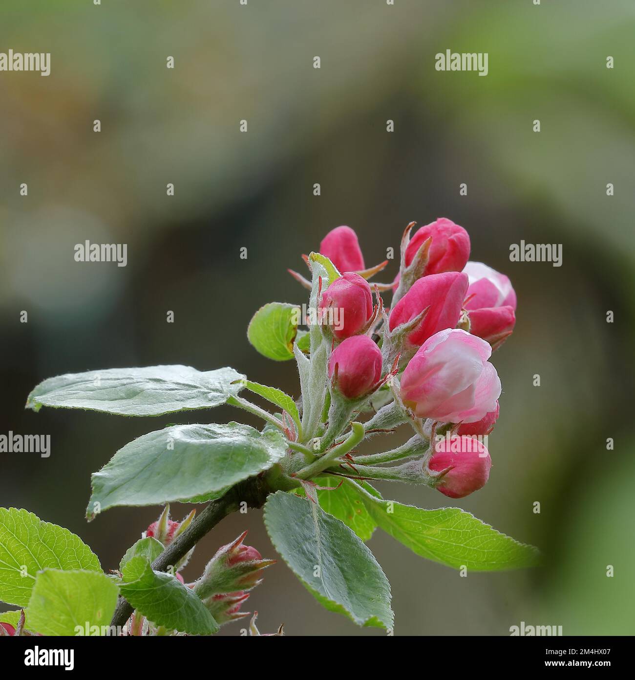Apple tree (Malus domestica) pink blossoms in spring, Wilden, North ...