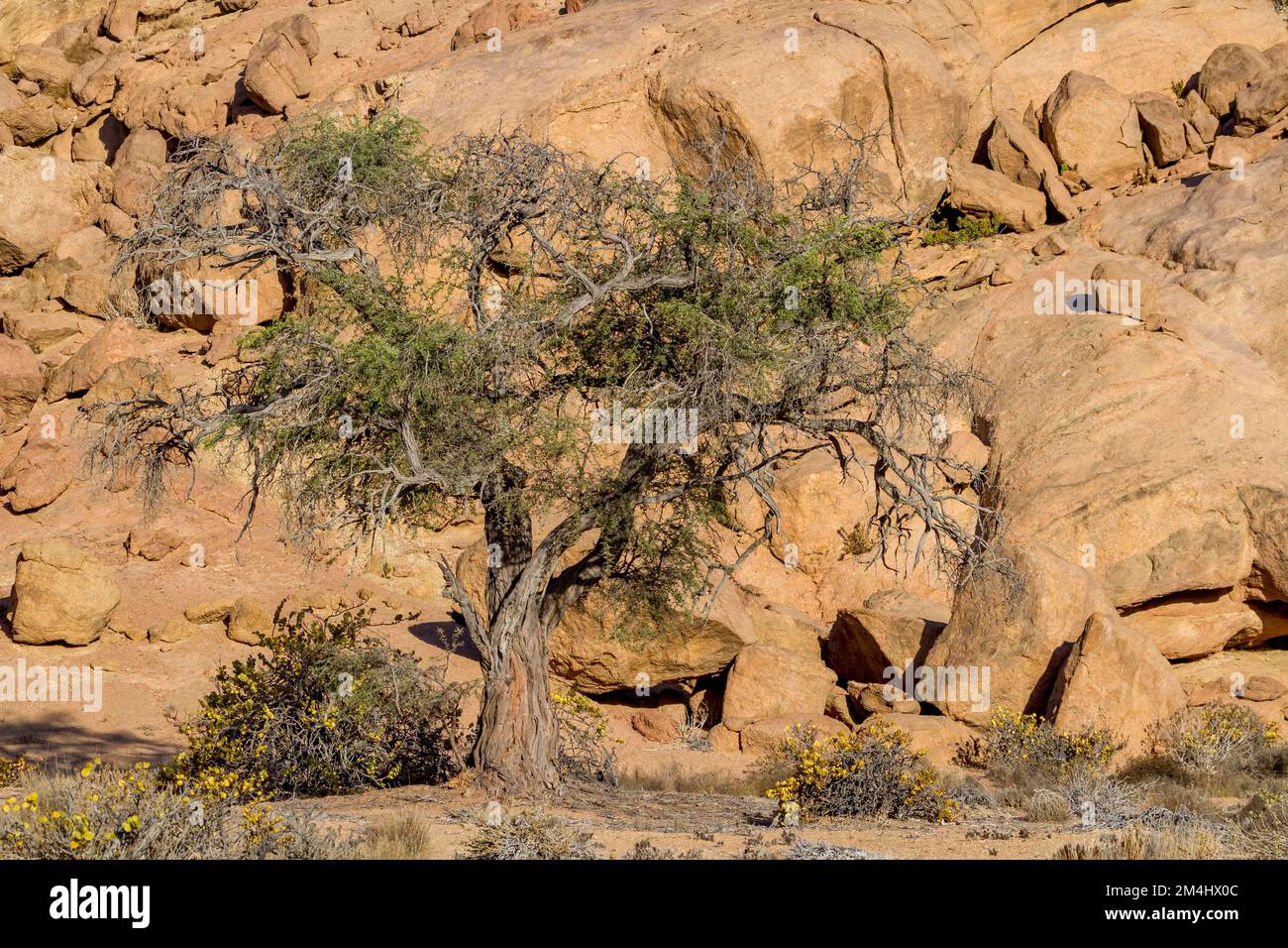 Camel thorn acacia, Namib Desert, Namib-Naukluft National Park, Namibia ...
