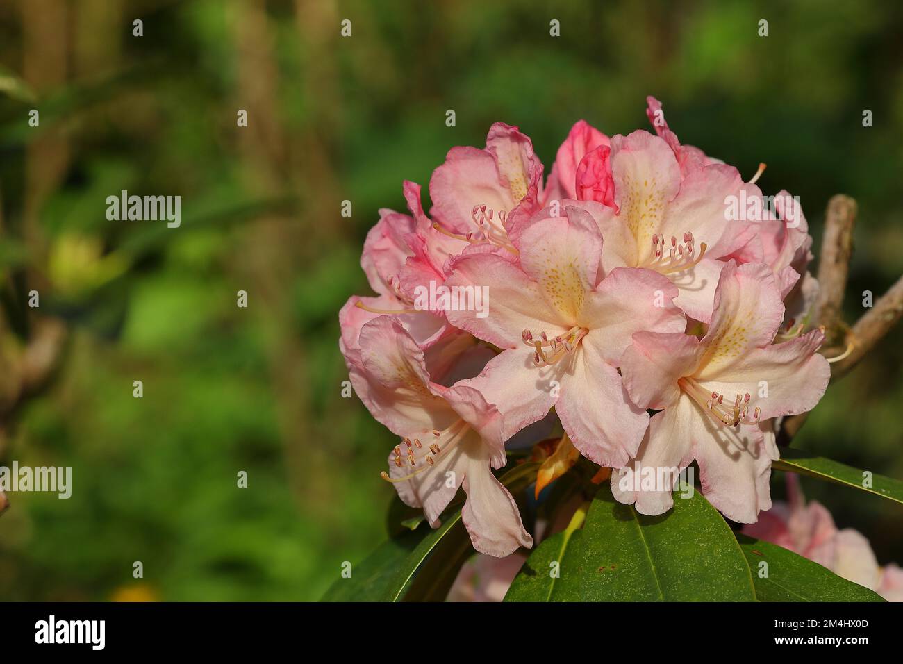 Rhododendron flowers (Rhododendron Homer), pink flowers in a garden ...