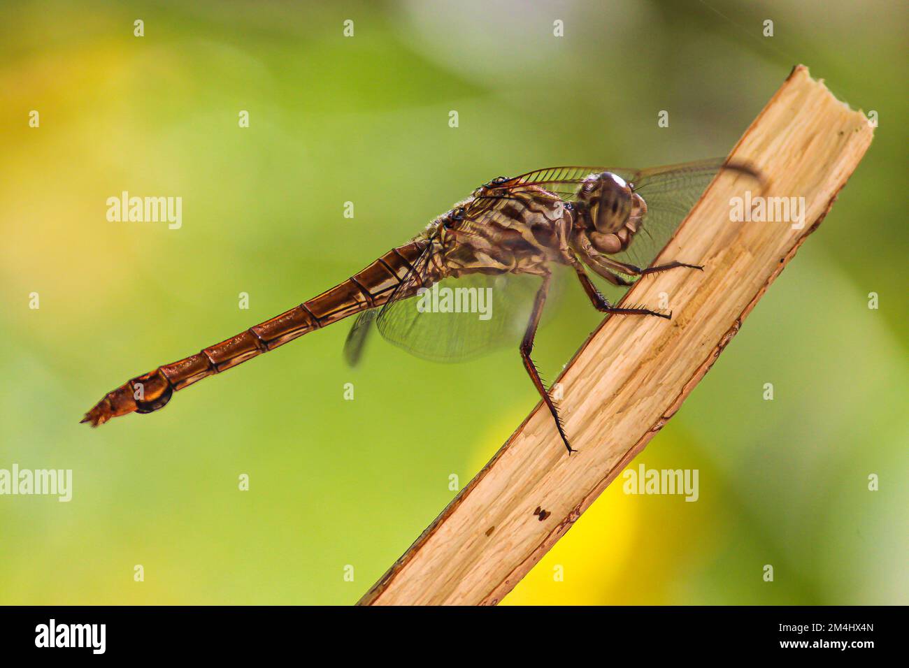Dragonfly in arizona hi-res stock photography and images - Alamy