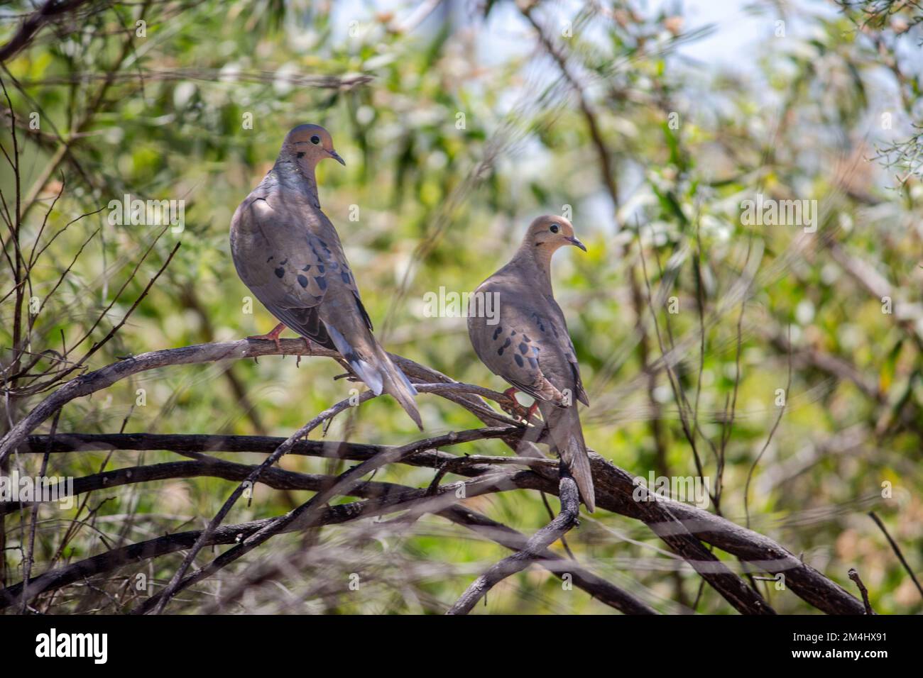 Arizona doves hi-res stock photography and images - Alamy