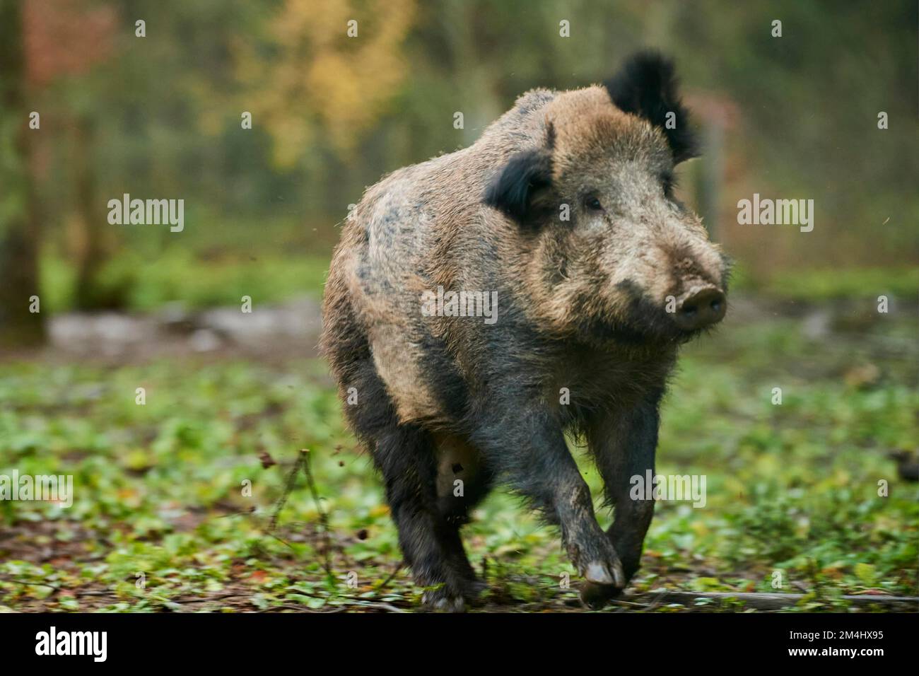 Central European boar (Sus scrofa scrofa) running in a forest, Bavaria ...