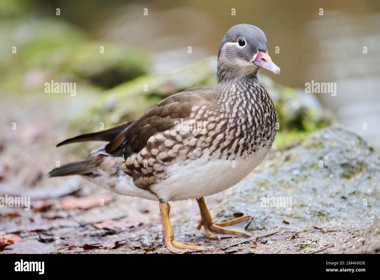Mandarin duck (Aix galericulata) female, at the shore of a lake ...