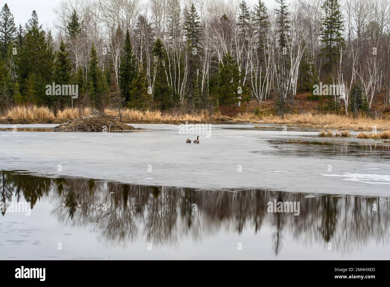 Spring breakup on a beaver pond. Melting ice, pair of returning Canada ...