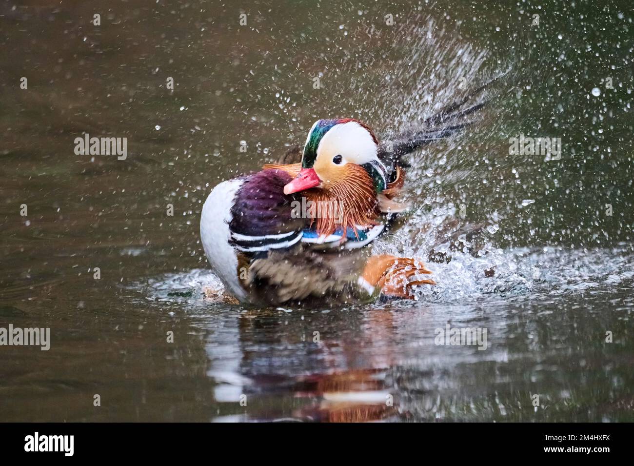 Mandarin duck (Aix galericulata) male shaking feathers on a lake ...