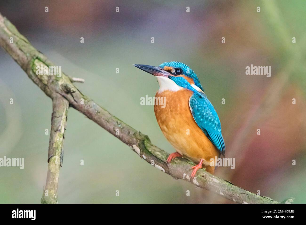 Common kingfisher (Alcedo atthis) sitting on a branch, wildlife ...