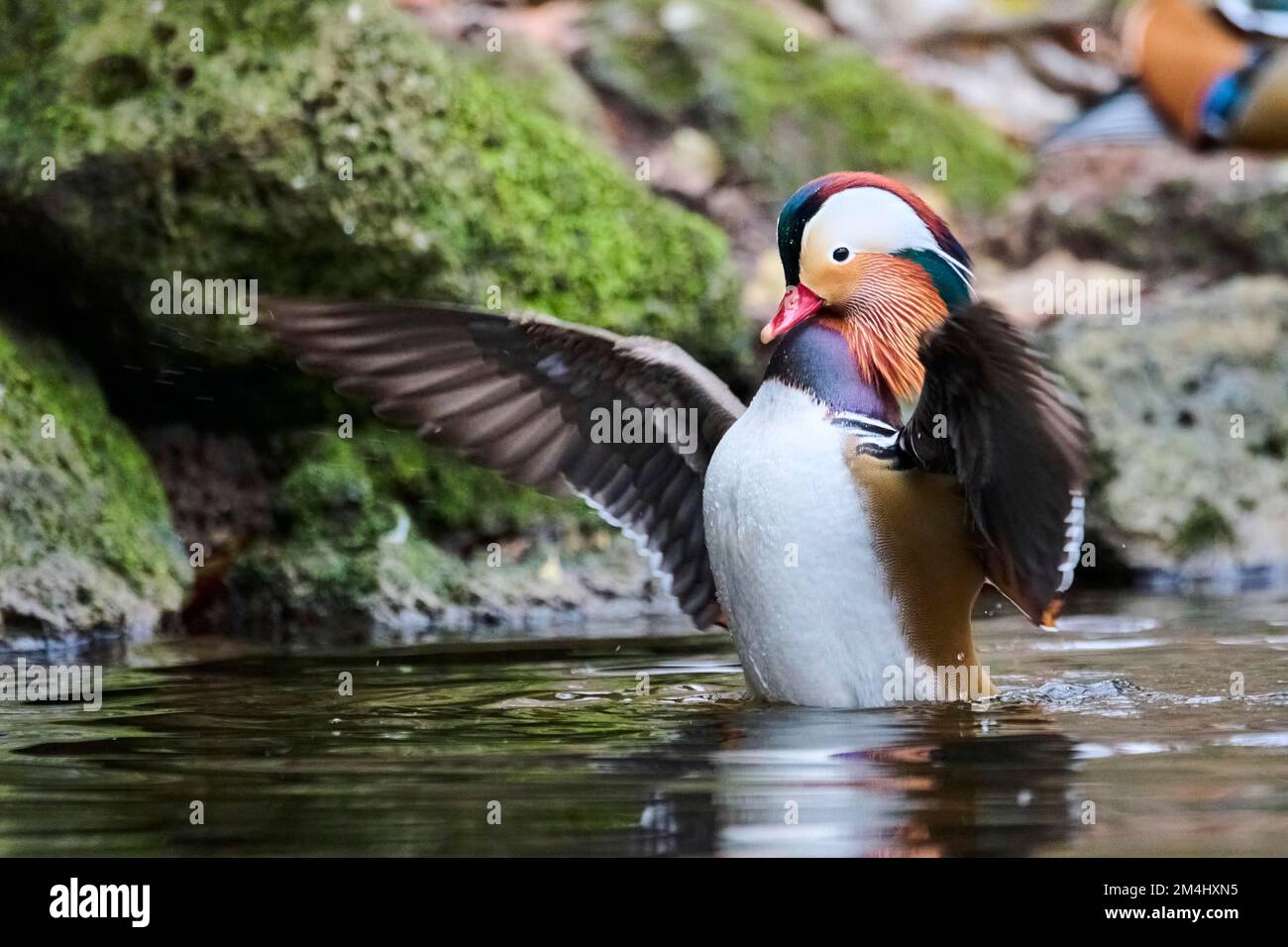 Mandarin duck (Aix galericulata) male flapping wings on a lake, Bavaria ...