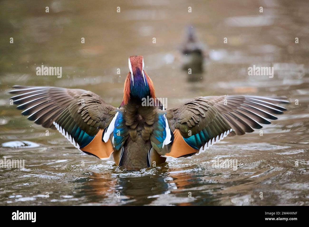 Mandarin duck (Aix galericulata) male flapping wings on a lake, Bavaria ...
