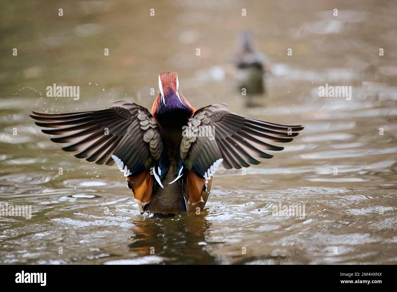 Mandarin duck (Aix galericulata) male flapping wings on a lake, Bavaria ...