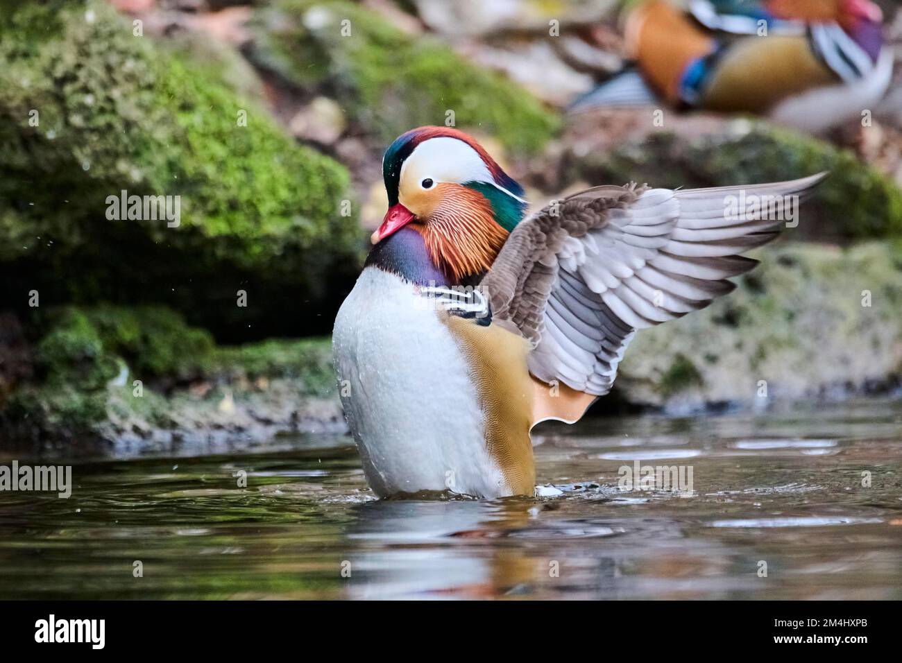 Mandarin duck (Aix galericulata) male flapping wings on a lake, Bavaria ...