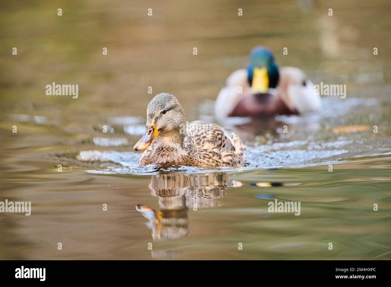 Two Mallard or Wild duck (Anas platyrhynchos) males fighting on a lake ...
