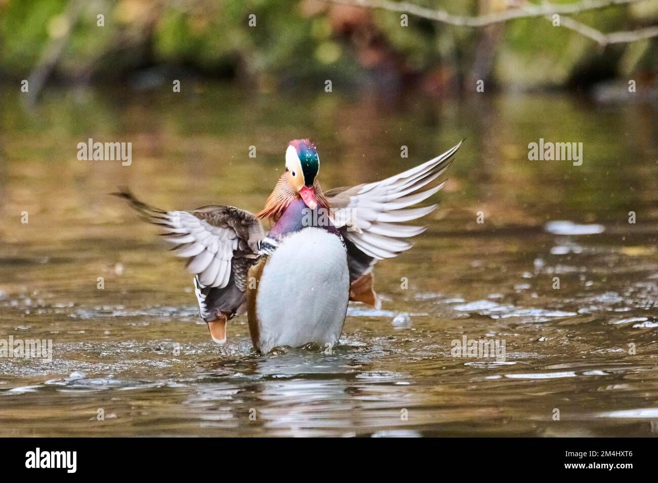 Mandarin duck (Aix galericulata) male flapping wings on a lake, Bavaria ...