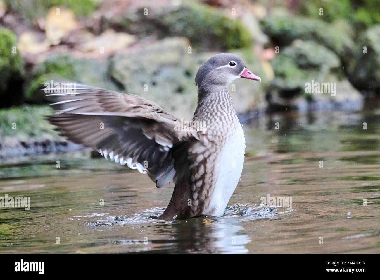 Mandarin duck (Aix galericulata) female flapping wings on a lake ...